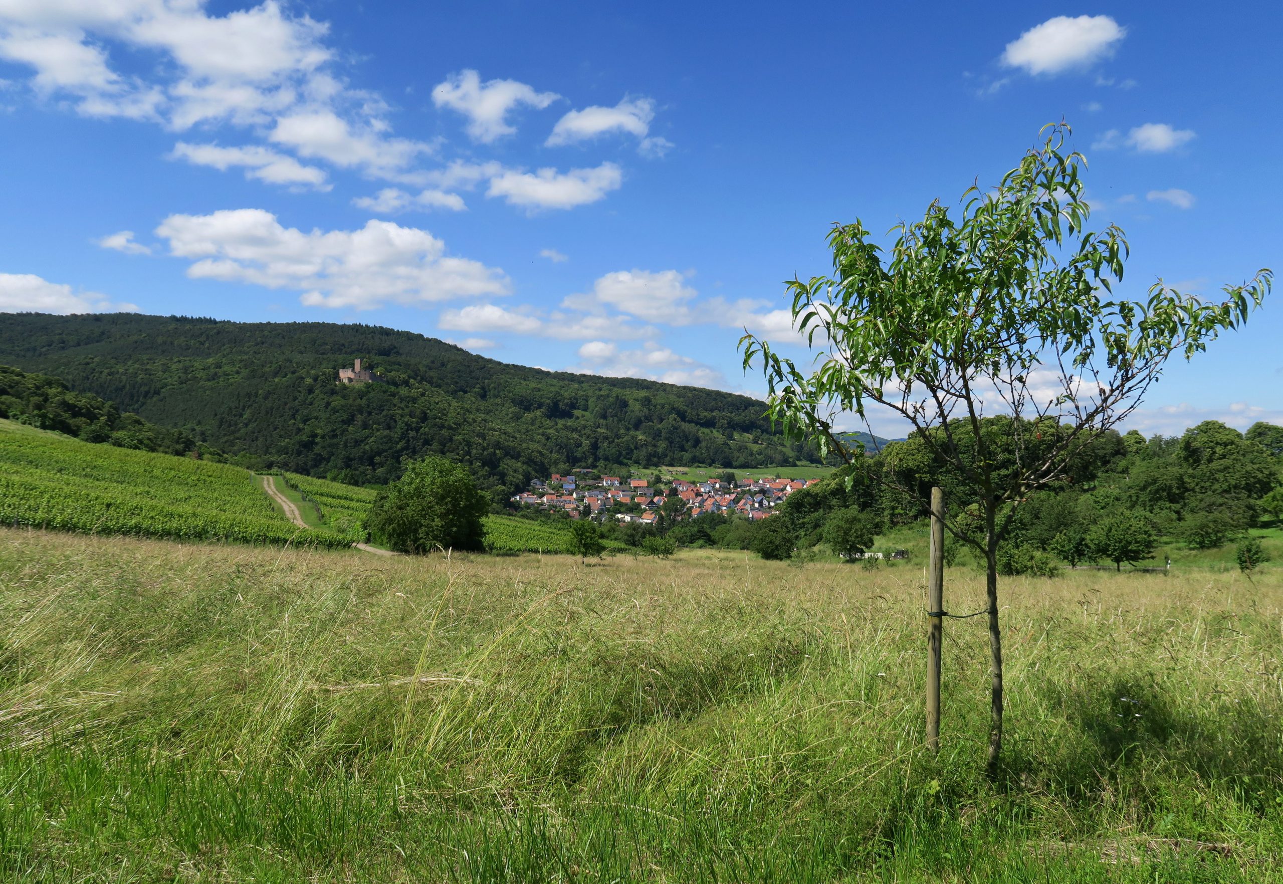WANDERN IM PFÄLZERWALD Gabriele Kalmbach